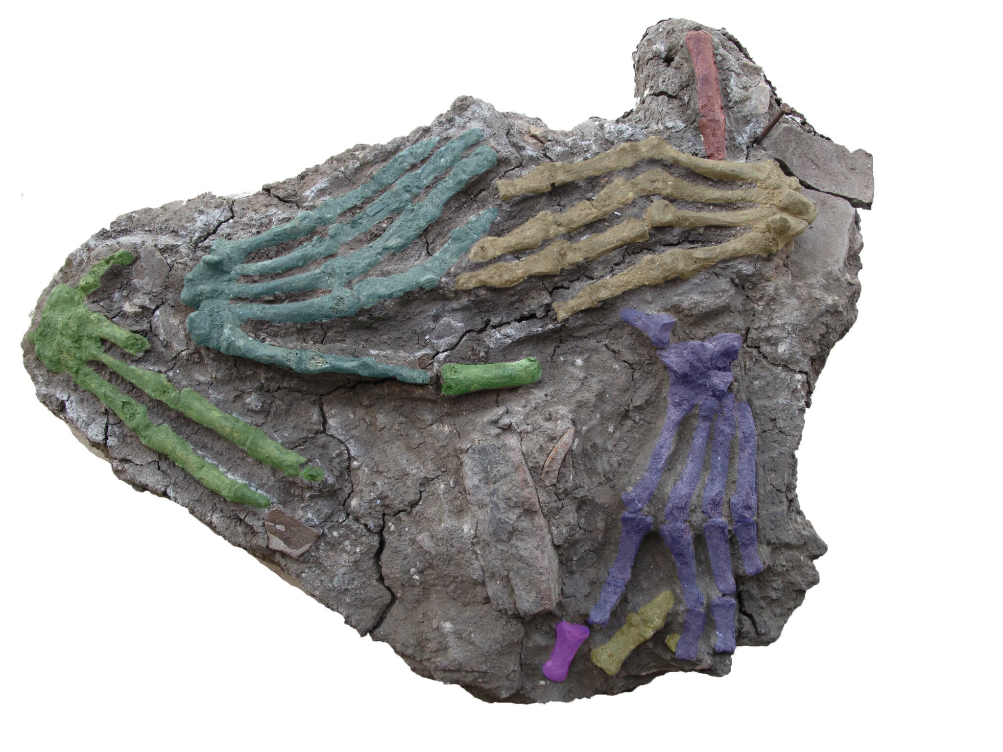 First osteological evidence of severed hands in Ancient Egypt – Human ...